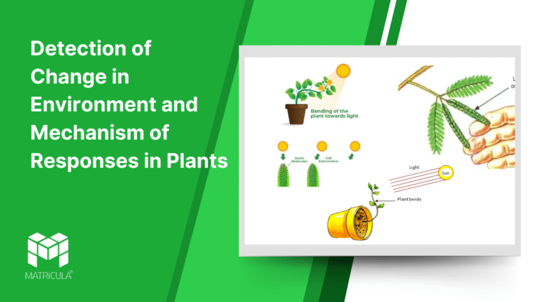 Types of Plant Movements - Matricula Education