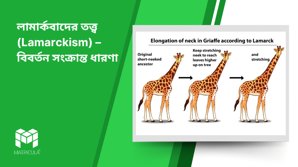 Lamarckism – Theories of Evolution - Matricula Education