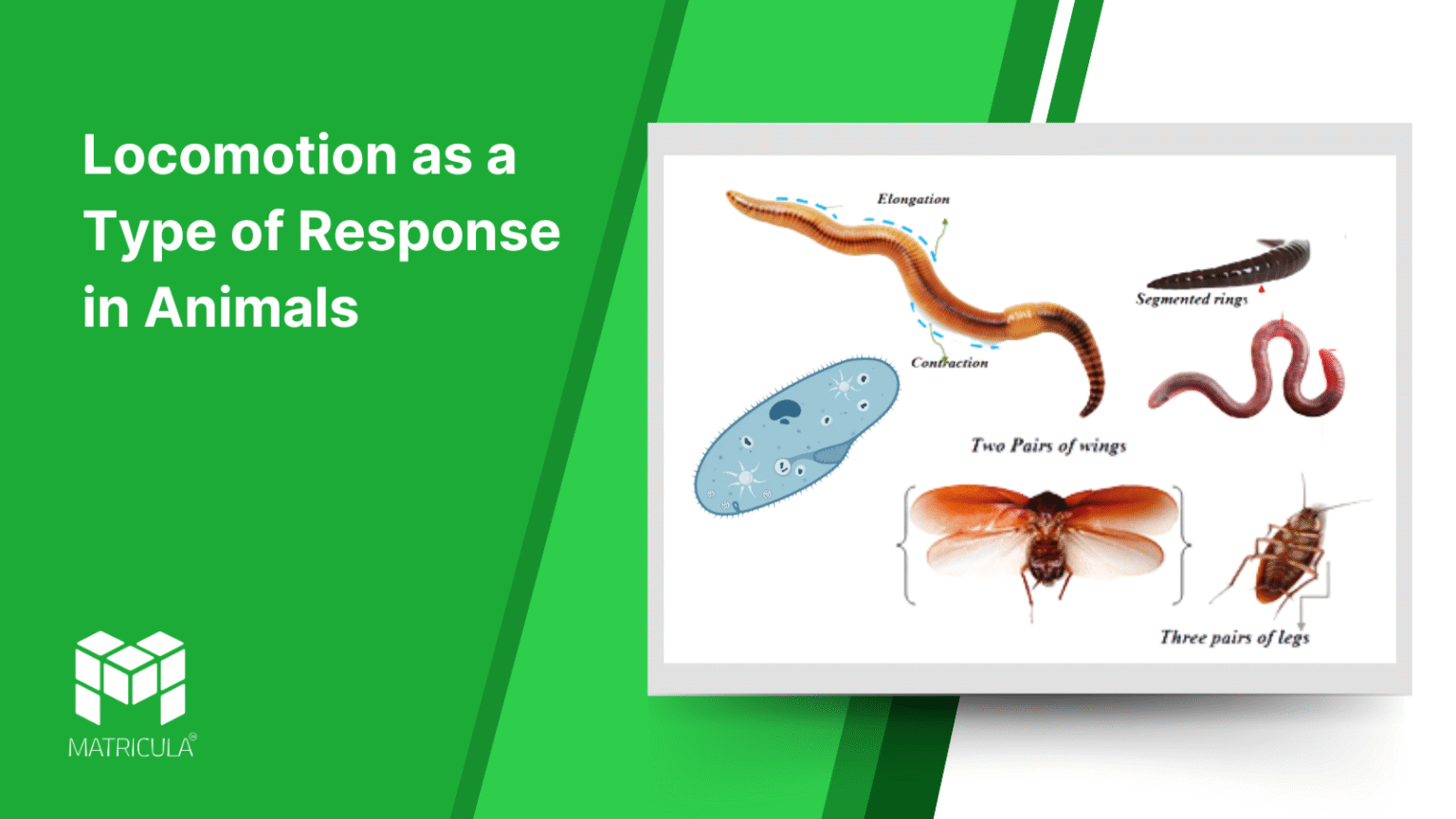 Locomotion as a Type of Response in Animals – One stop solution for ...