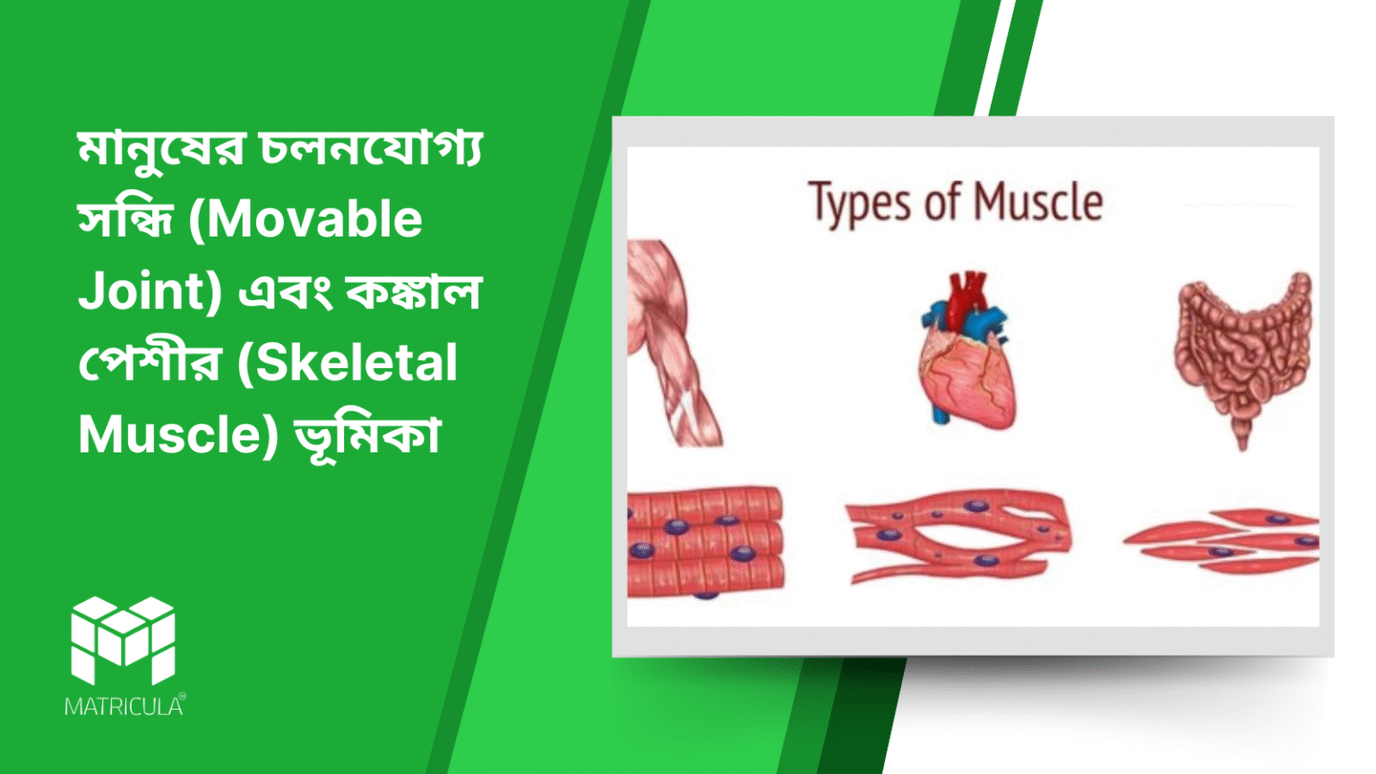 Role of Movable Joints and Skeletal Muscles in Humans – One stop ...