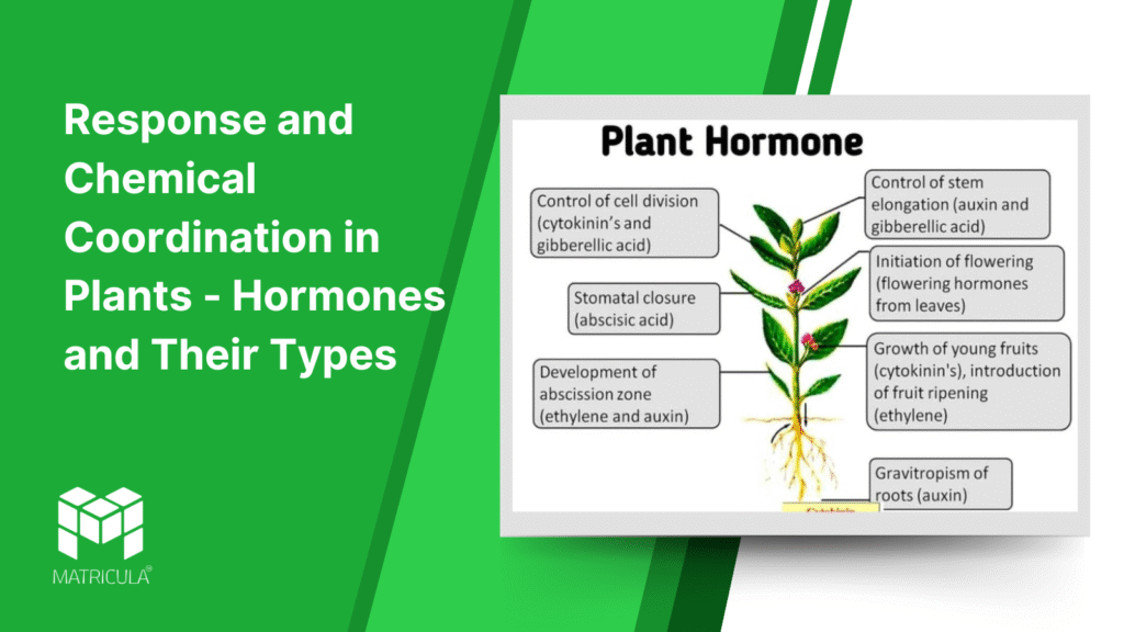 Types of Plant Hormones – One stop solution for WBBSE, WBHCSE students