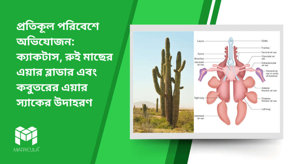 Adaptation in Organisms: Examples of Cactus, Air Bladder of Rohu Fish ...