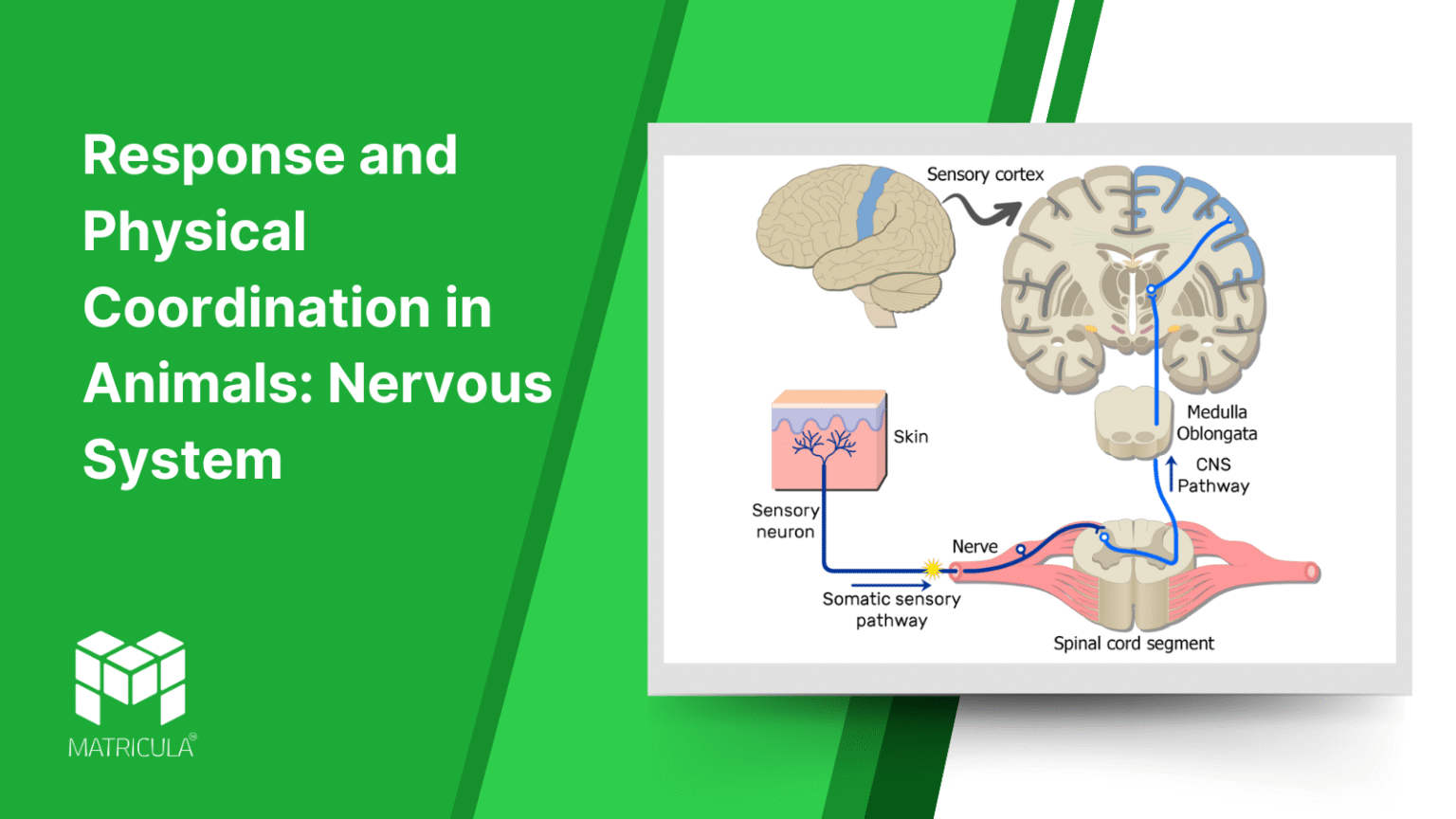 Introduction to Nervous System – One stop solution for WBBSE, WBHCSE ...