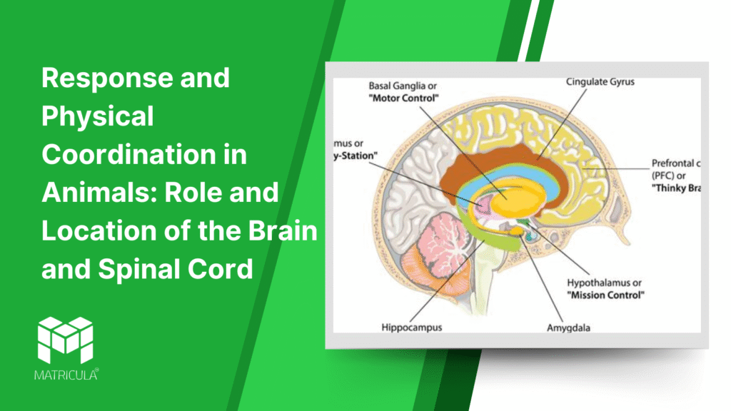 Role and Location of the Brain and Spinal Cord - Matricula Education