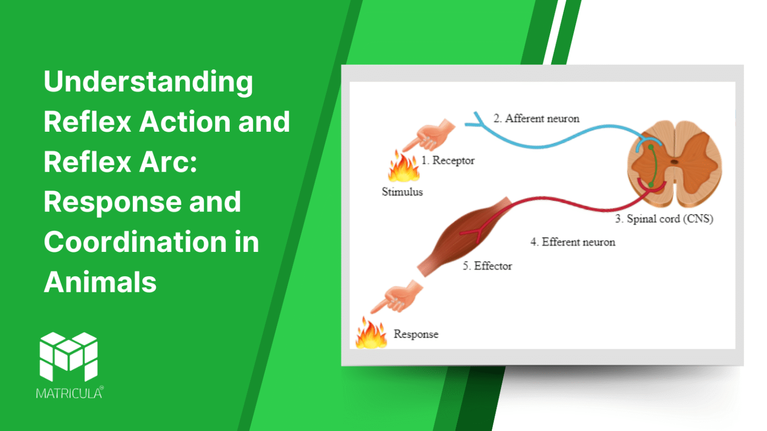 Response and Coordination in Animals – One stop solution for WBBSE ...