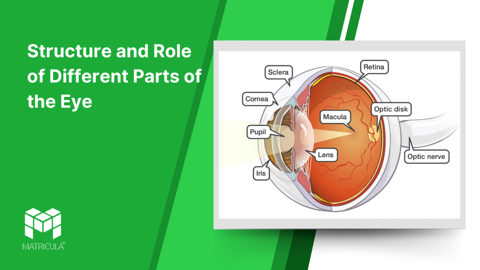 Structure and Role of Different Parts of the Eye – Matricula Education