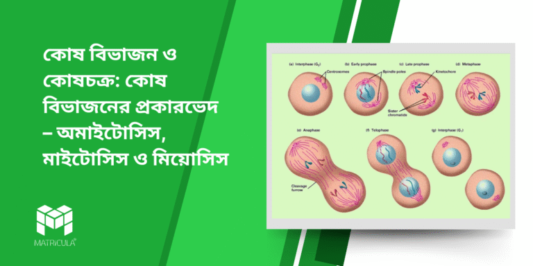 Cell Division and Cell Cycle: Types of Cell Division – Amitosis ...