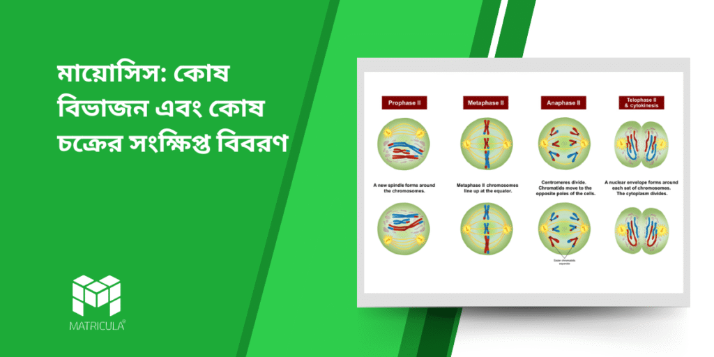 Stages of Mitosis: Understanding Cell Division and the Cell Cycle ...