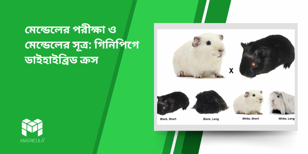 Mendel’s Experiment and Mendel’s Laws: Dihybrid Cross in Guinea Pig ...